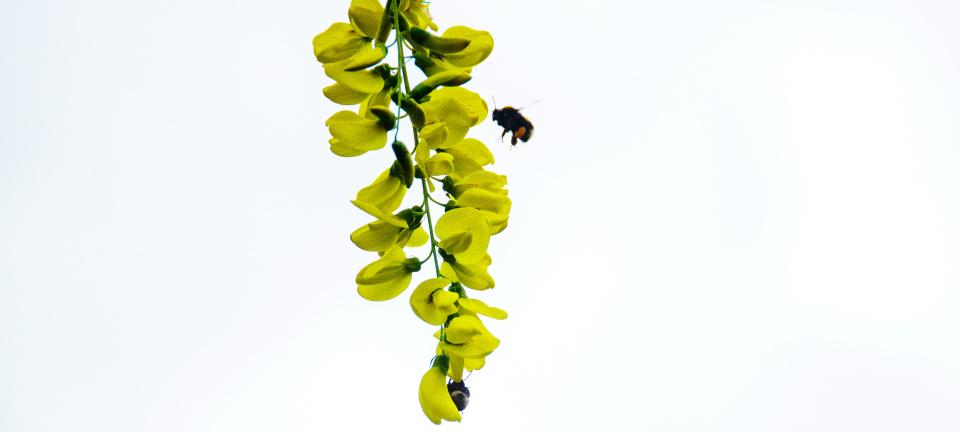 Making A Beeline For Golden Rain | Groggster | Blipfoto