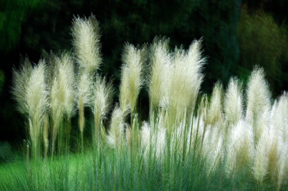 Pampas Grass | GrahamColling | Blipfoto