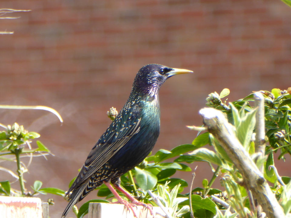 Joseph Starling. | welshmaid50 | Blipfoto