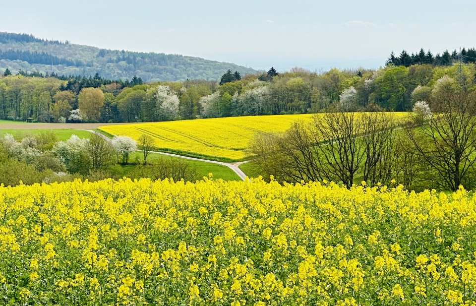 Yellow Fields | Munni | Blipfoto