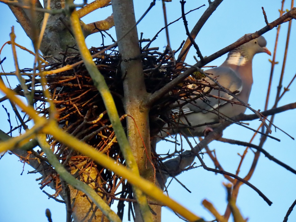 NESTING TIME. | Larchlea | Blipfoto