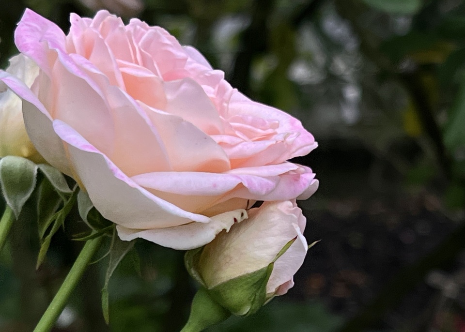 Pink... | Miffy | Blipfoto