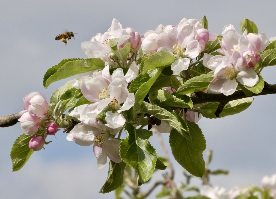 Apple promise | orchid99 | Blipfoto