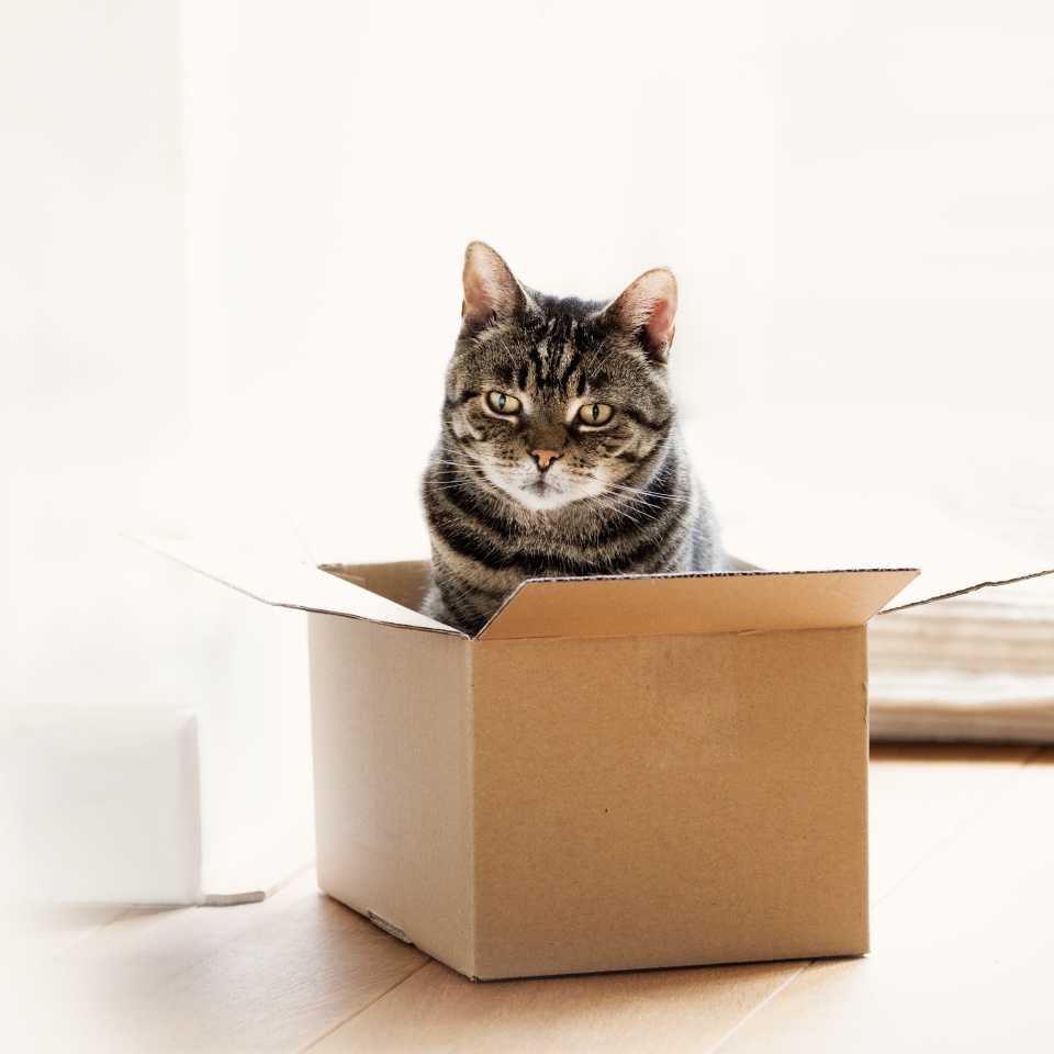 No empty box | hettykat | Blipfoto