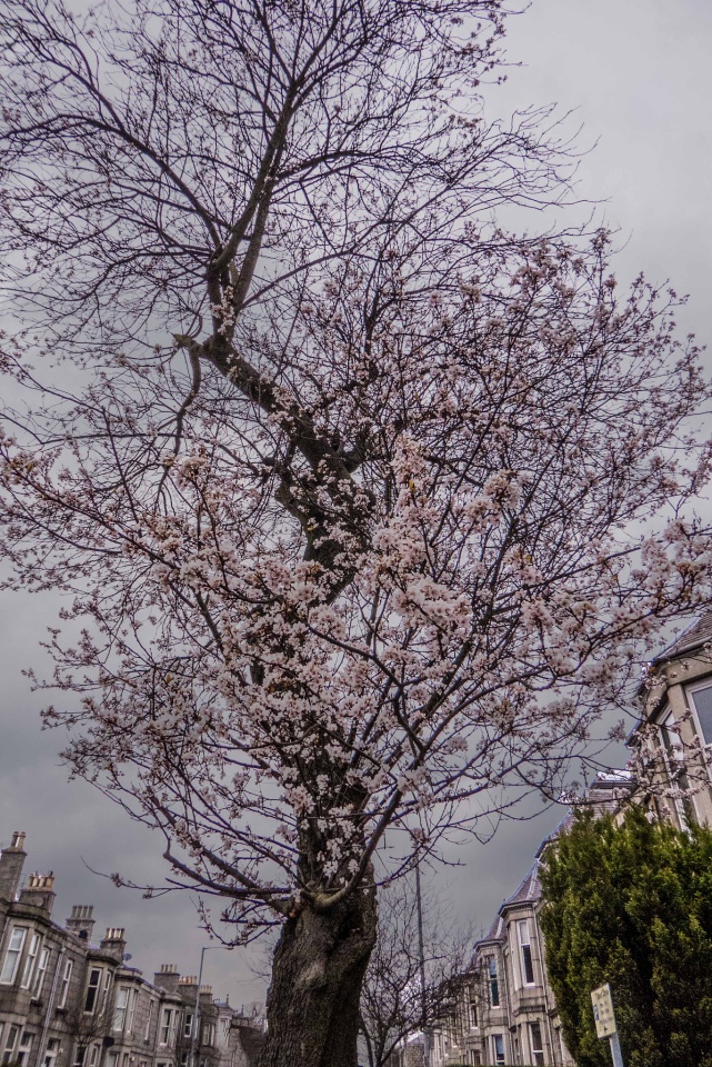 Blossom | Robin | Blipfoto