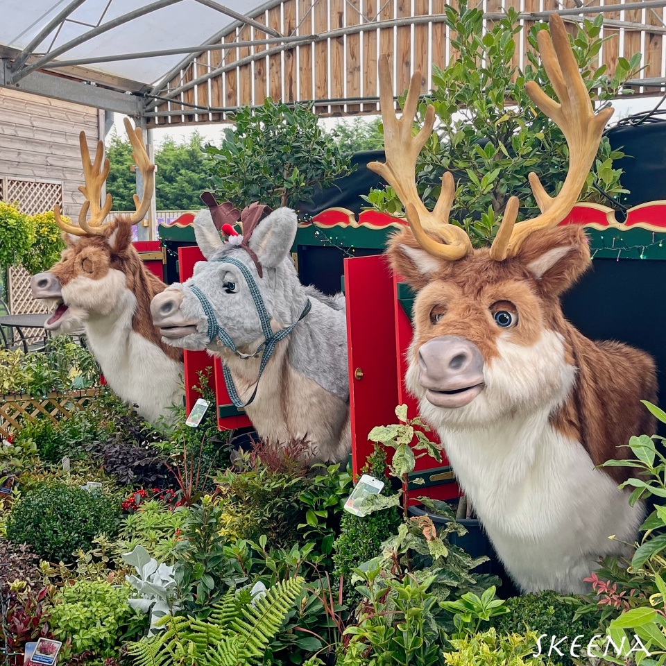 Dear Oh Reindeer... | Skeena | Blipfoto