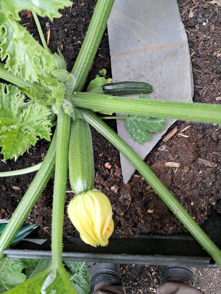 My Courgette. | Midlander | Blipfoto