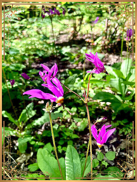 Shooting Star | tookie | Blipfoto