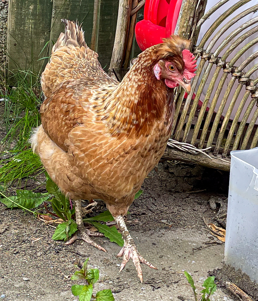 Felicity | DarkEyedMary | Blipfoto