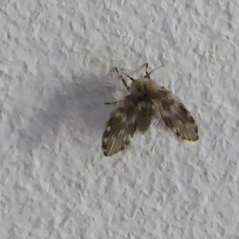 Tiny fly | PicturePoems | Blipfoto