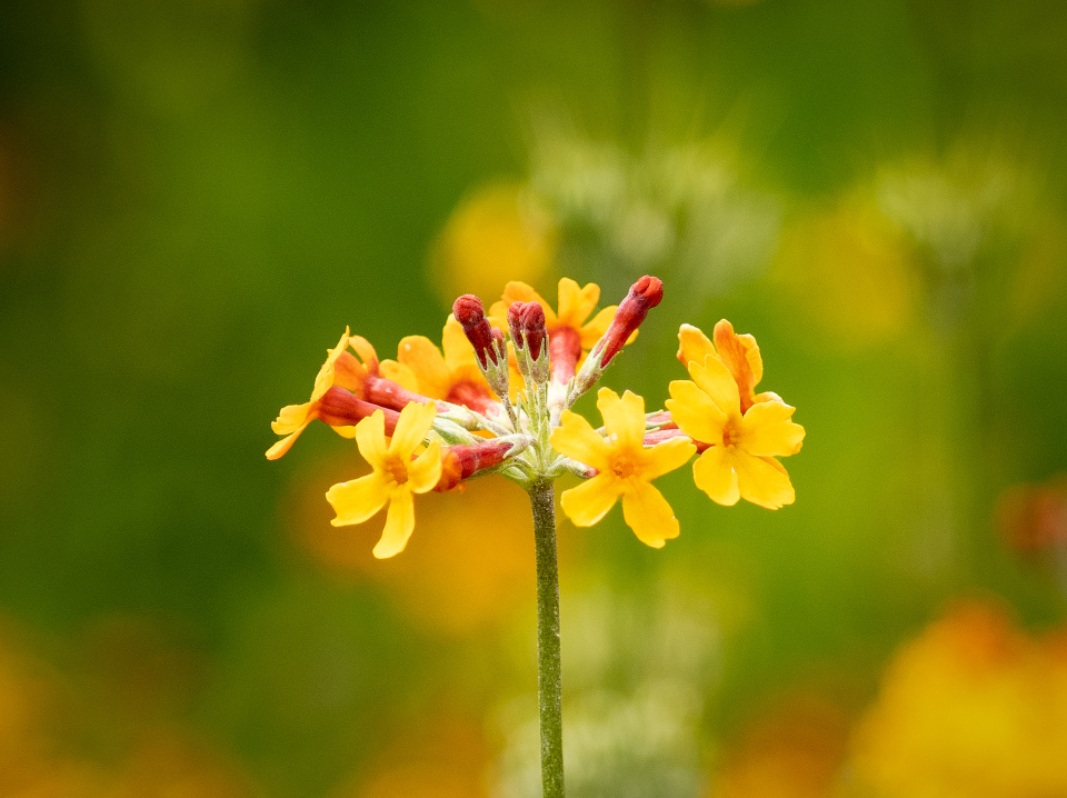 Tiny Tuesday: Wide Aperture/Shallow Depth of Field | davidc | Blipfoto