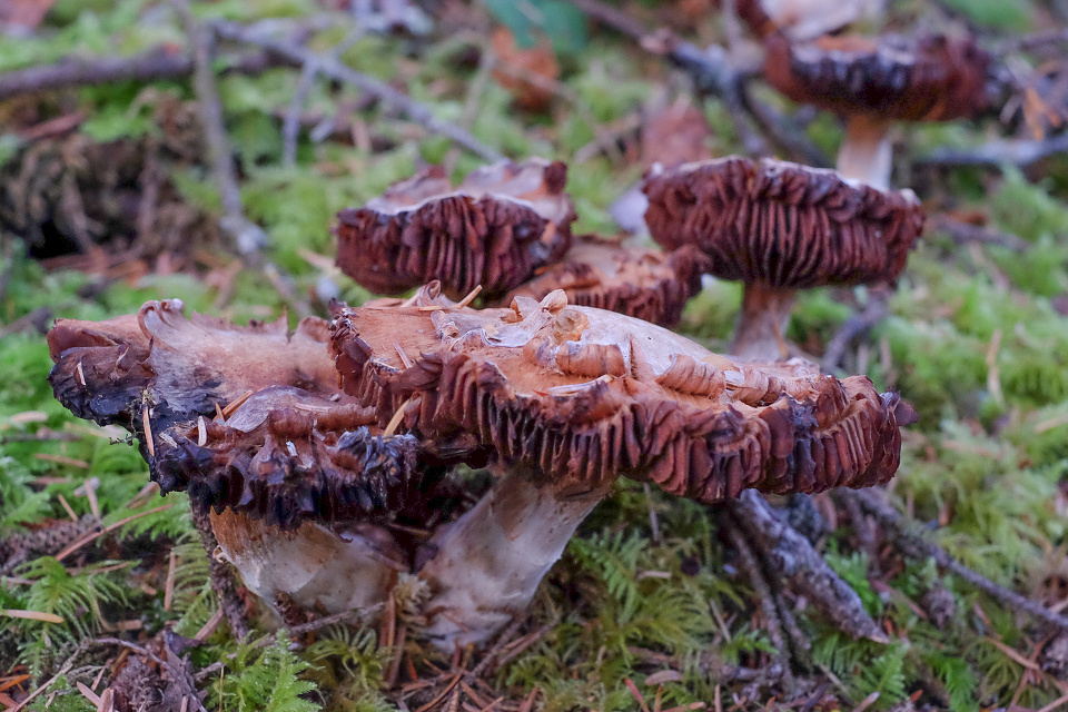 Coastal forest fungus | kendallishere | Blipfoto