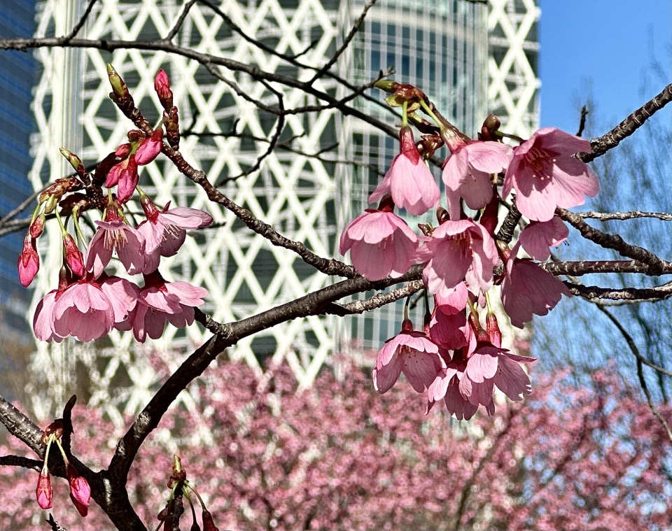 Sunny day cherry | BanksiaMan | Blipfoto