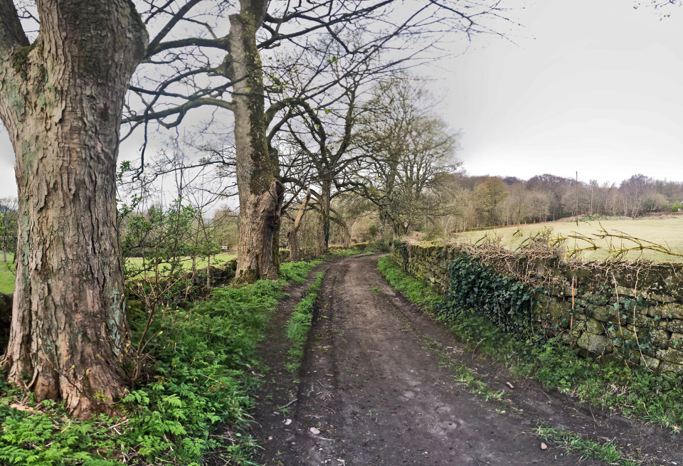Cat Lane | ROBERT10 | Blipfoto