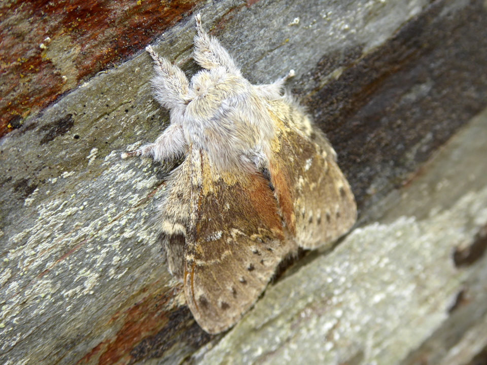 Moths of Wales 5 Lobster moth | Dreich | Blipfoto