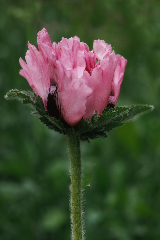 oriental poppy | LesleyAlsford | Blipfoto