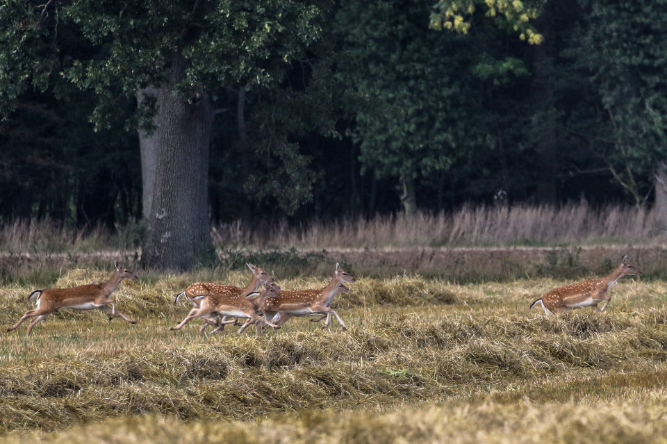 Deer In The Distance | MsQuizzical | Blipfoto