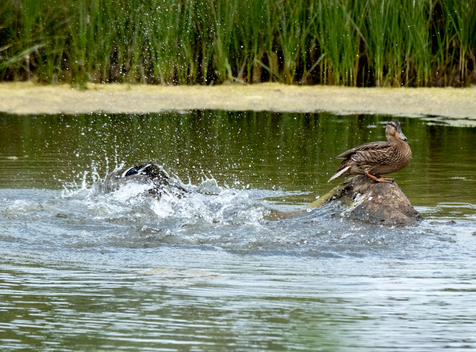 Duck splash | Fuentes3 | Blipfoto