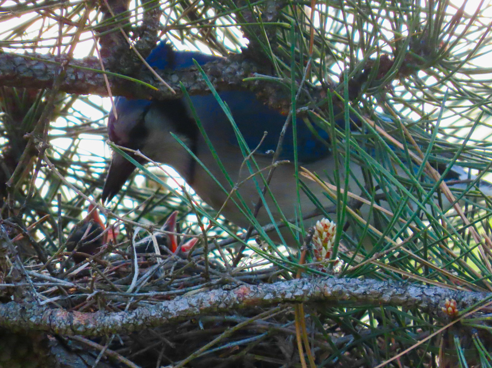 BLue jay nesting | KevinV | Blipfoto
