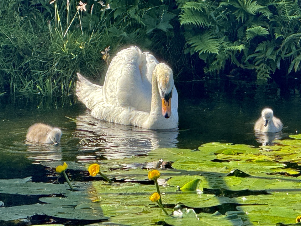 CYGNETS. | Larchlea | Blipfoto