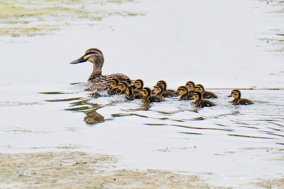 A dozen ducklings - and mum | mpp26 | Blipfoto