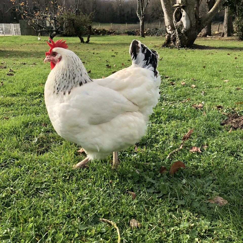 Big white hen! | Frenchtoast | Blipfoto