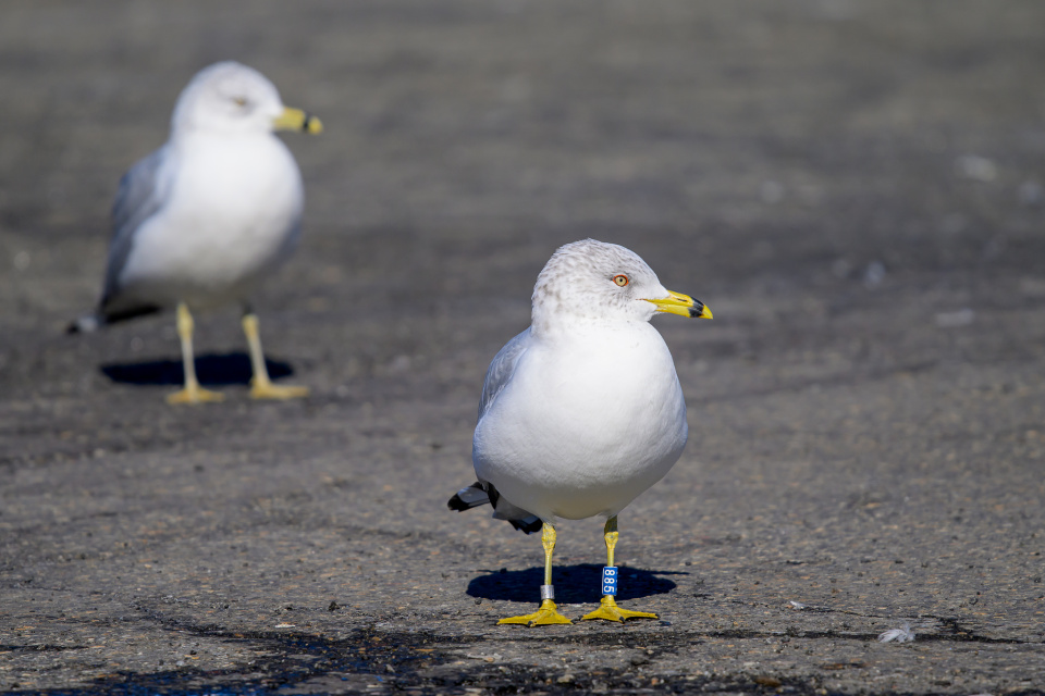 Some Bling | dbifulco | Blipfoto