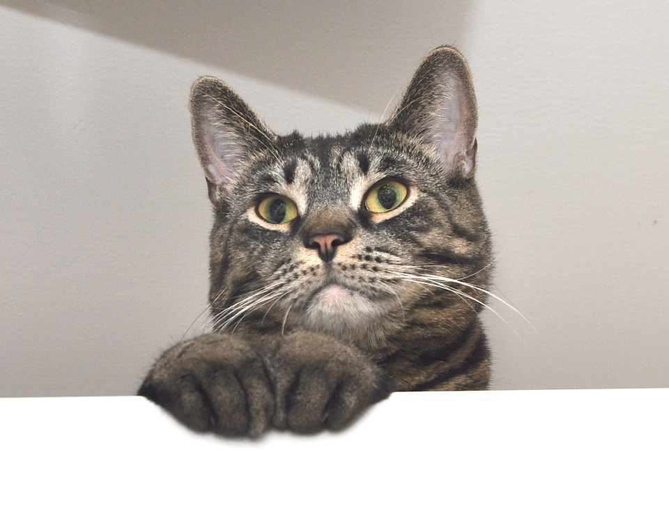 Another Cat Blip | murgus | Blipfoto