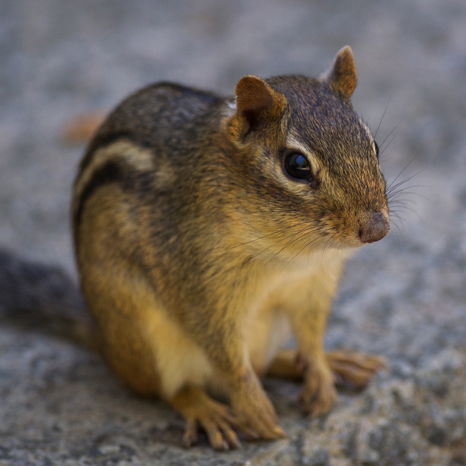Too hot even for chipmunks. | justbe | Blipfoto