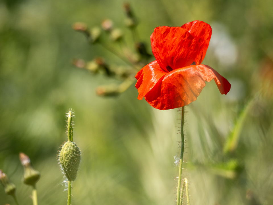 Poppy Season | AH14 | Blipfoto