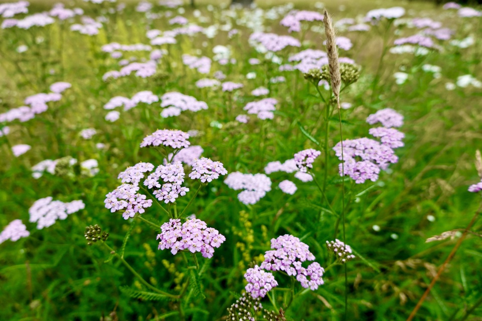 Pink yarrow | heanku | Blipfoto