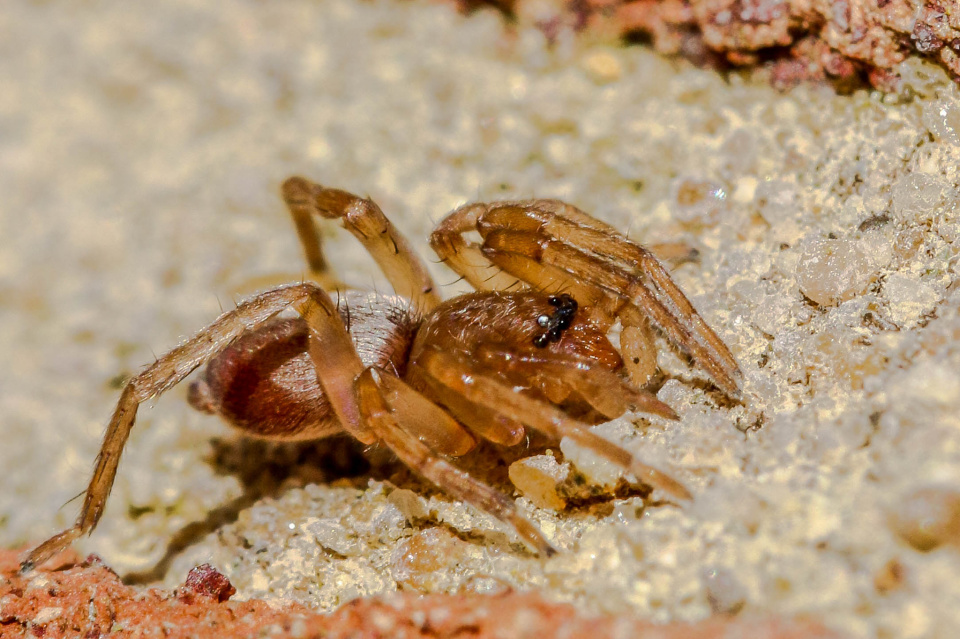 Incy Wincy Spider Climbing Up The Wall | MsQuizzical | Blipfoto