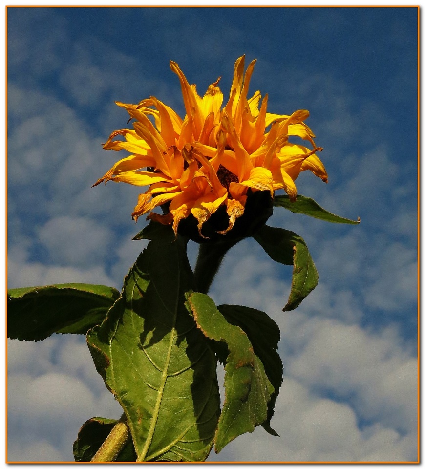 REACH FOR THE SKY | sunflower | Blipfoto