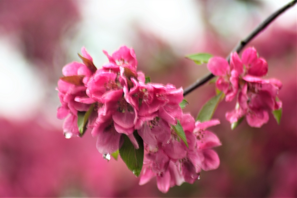 Sprinkle Me Pink - Blossom #6 | Alan_Rodger | Blipfoto