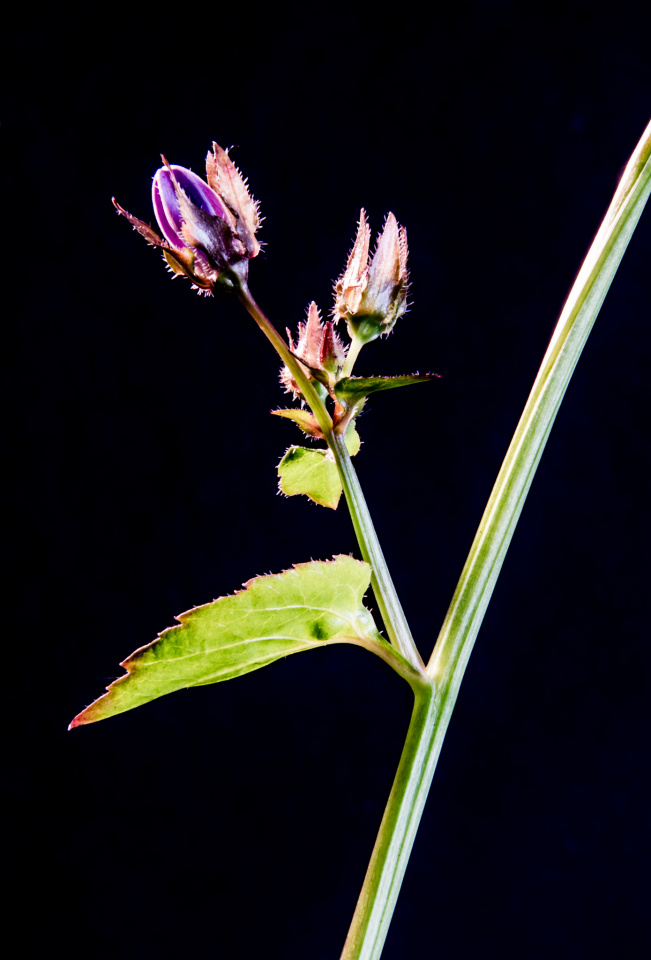 Weedflower | Kernow | Blipfoto