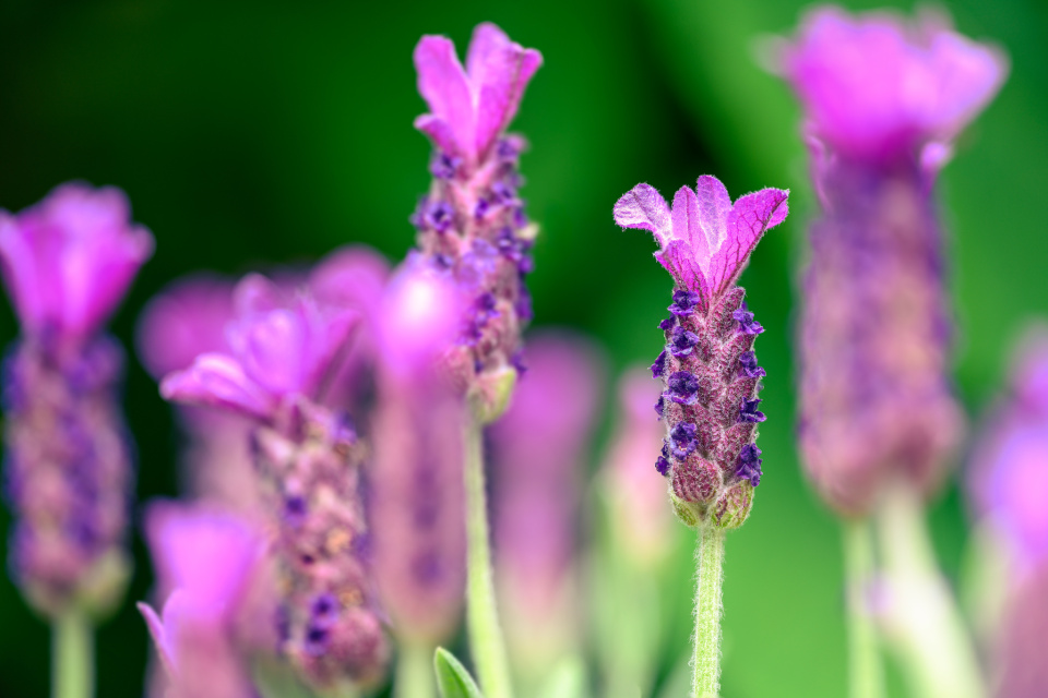 French Lavender | NickyR | Blipfoto