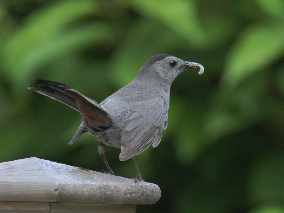 Gray Catbird | VandeGraaff | Blipfoto