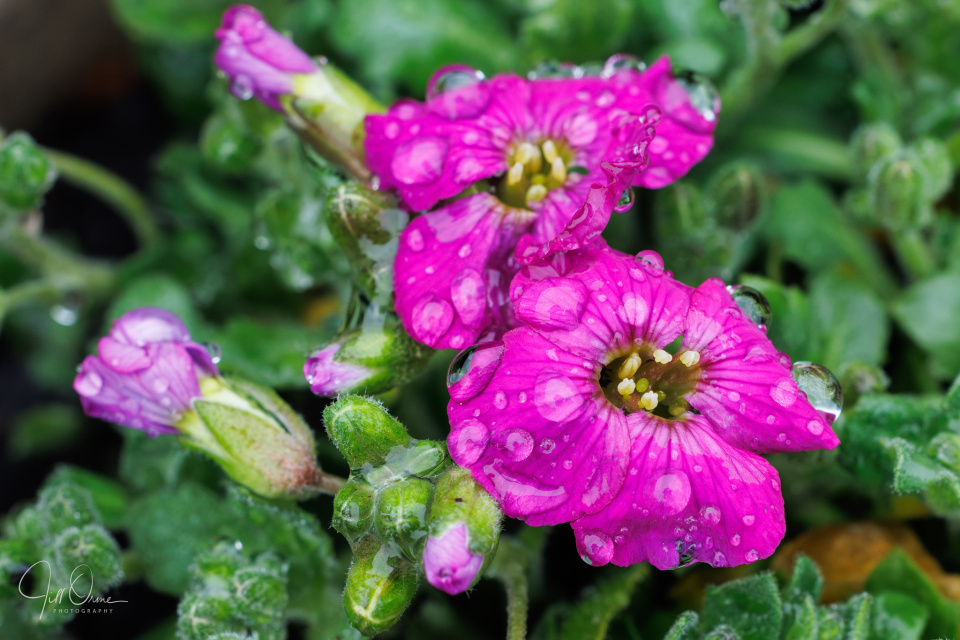 Wet | JDO | Blipfoto