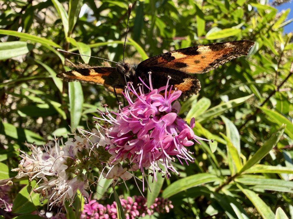 Another lovely sunny... | LadyMarchmont | Blipfoto