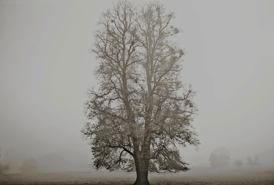 Fog | BobsBlips | Blipfoto