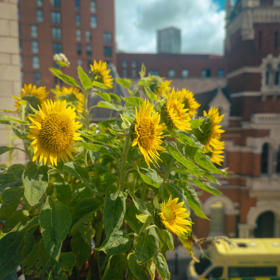 Sunflowers | Ubik | Blipfoto