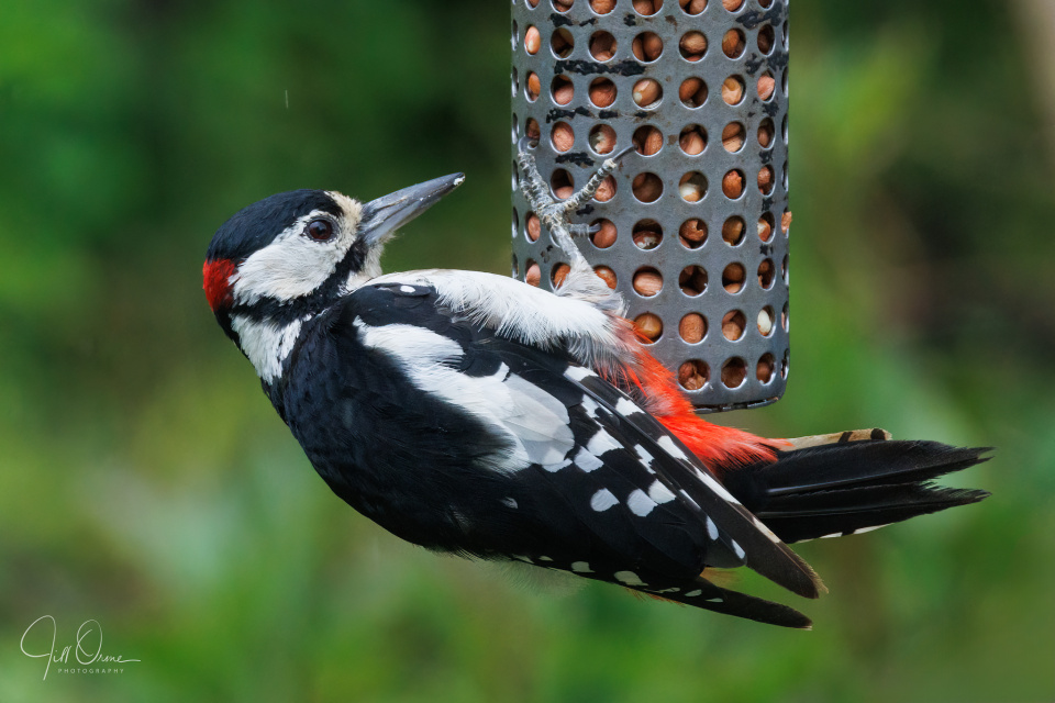 St Swithin's Day | JDO | Blipfoto