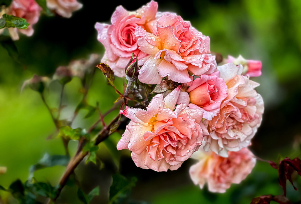 Just Glorious……. | Lizimagiz | Blipfoto