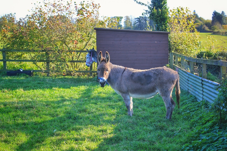 Percy & Primrose | JohnRH | Blipfoto