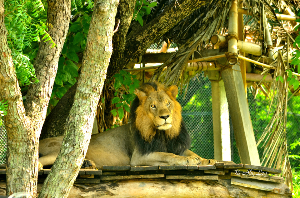 The King @ Vandalur Zoo !!! | curiousfighter | Blipfoto