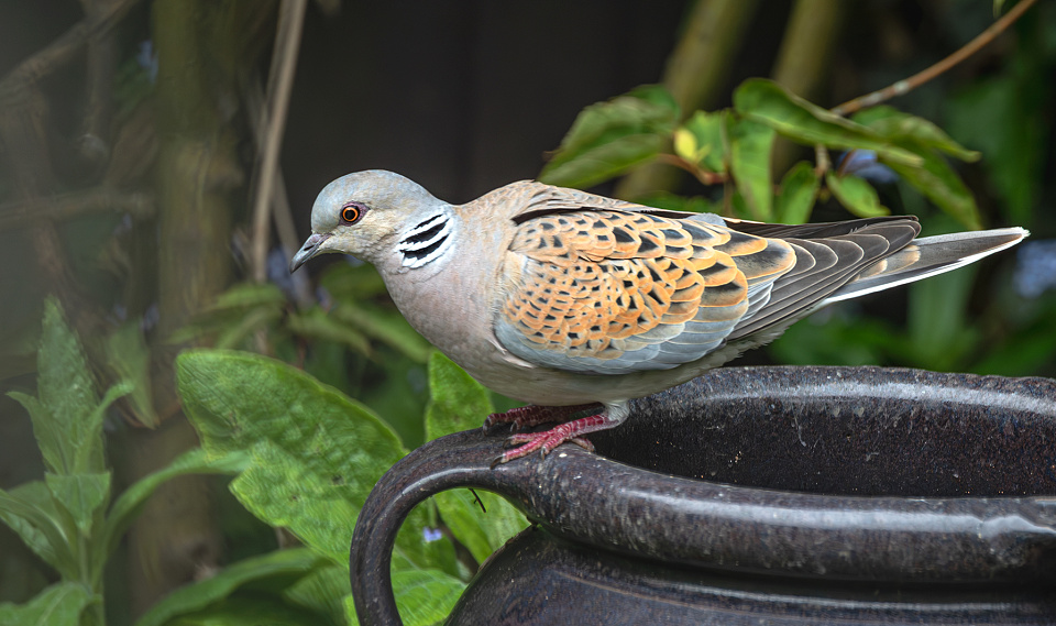Turtle Dove | pplnani | Blipfoto