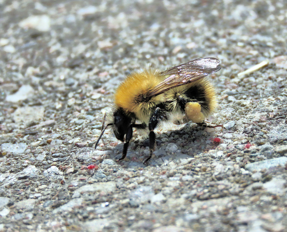 Bee-fly and Red Spider Mites! | Rosemarie55 | Blipfoto
