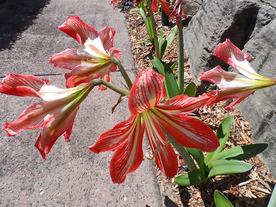 Hi-lily Hi-lo | JuliesJournal | Blipfoto