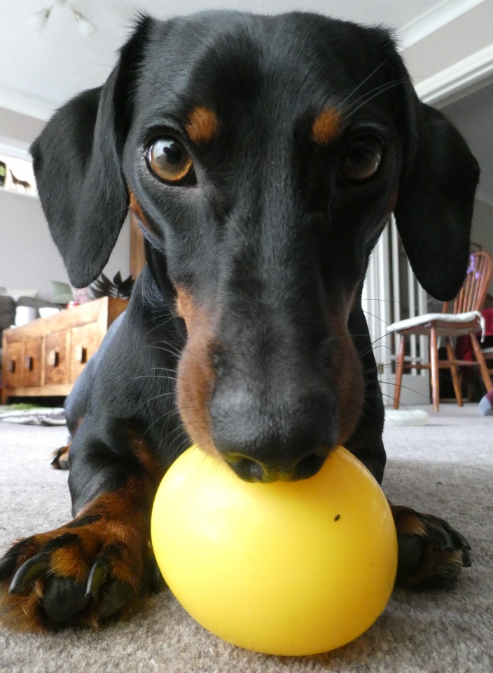 This ball is mine..... | KarenM25 | Blipfoto