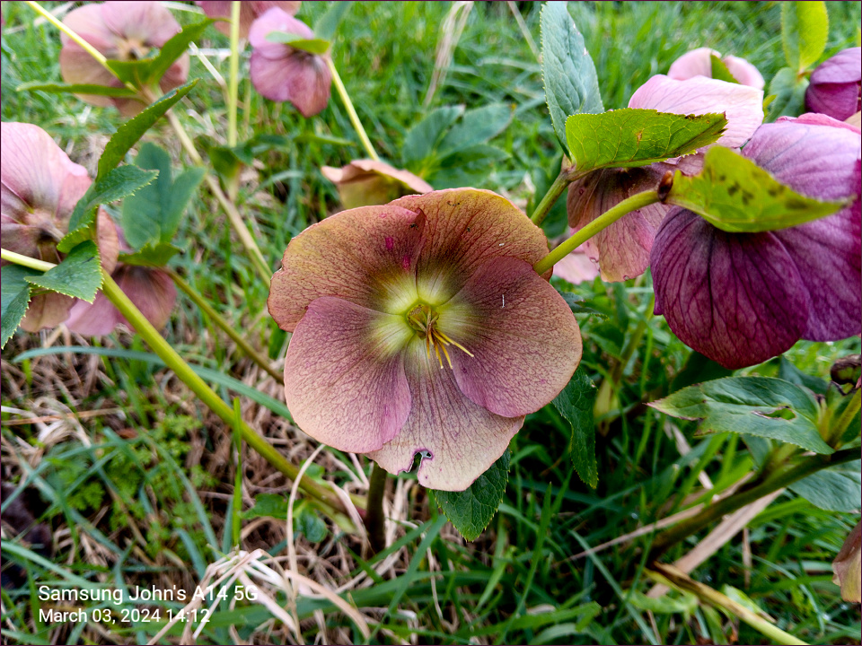 Wild Hellebore | JohnW | Blipfoto
